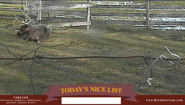 Reindeer Fact Freebie - Kickin' It In Kindergarten